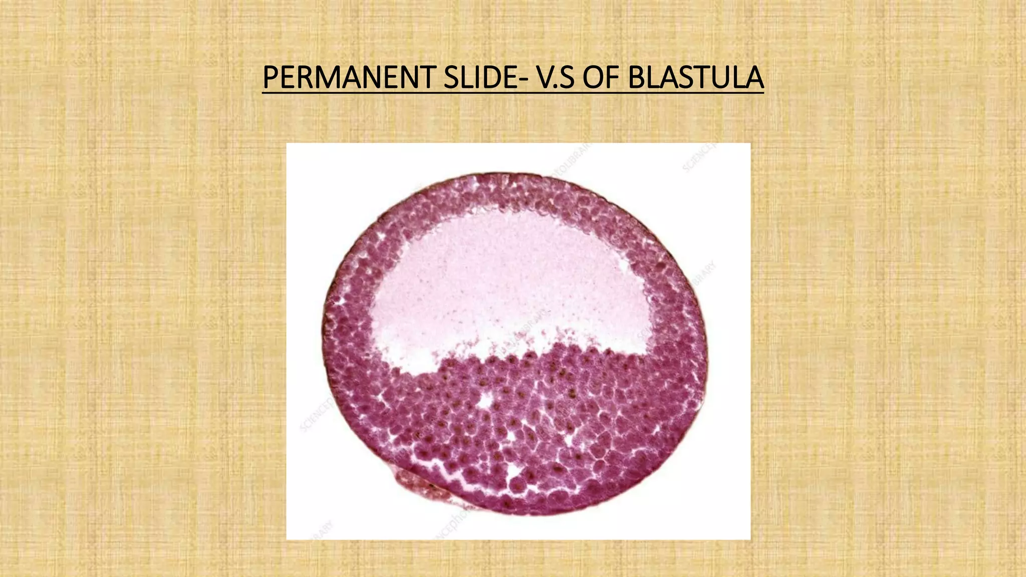 12th Biology Practical Spotting Q.4.pptx