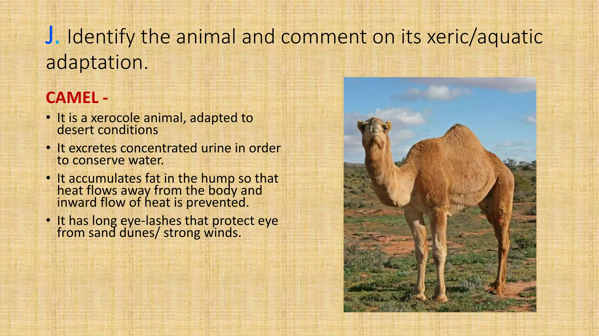 12th Biology Practical Spotting Q.4.pptx