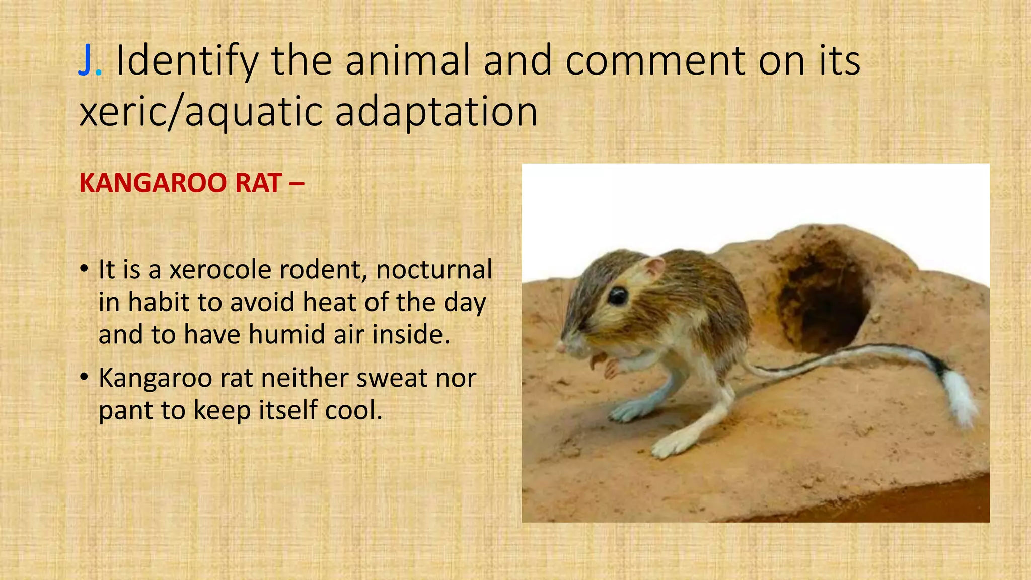 12th Biology Practical Spotting Q.4.pptx