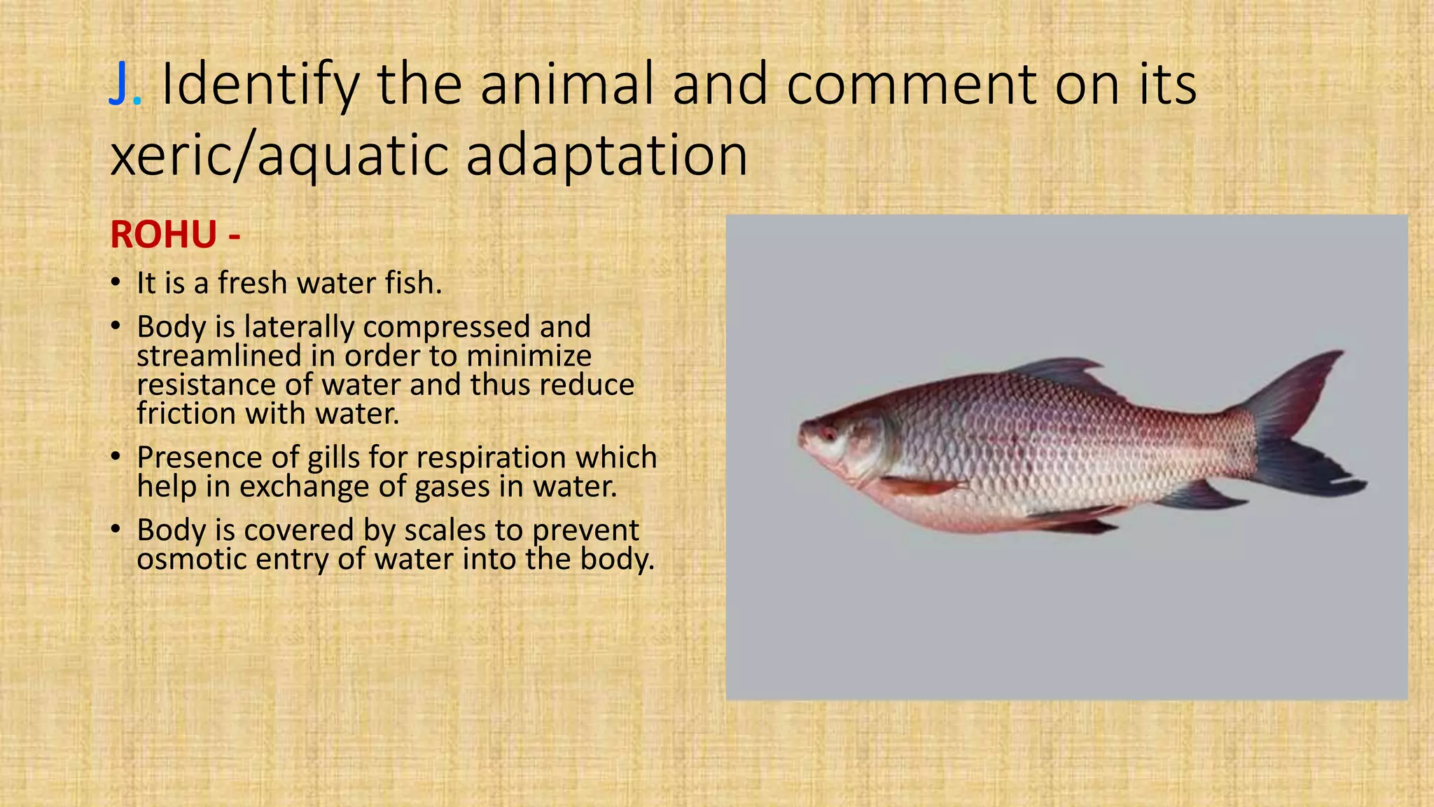 12th Biology Practical Spotting Q.4.pptx