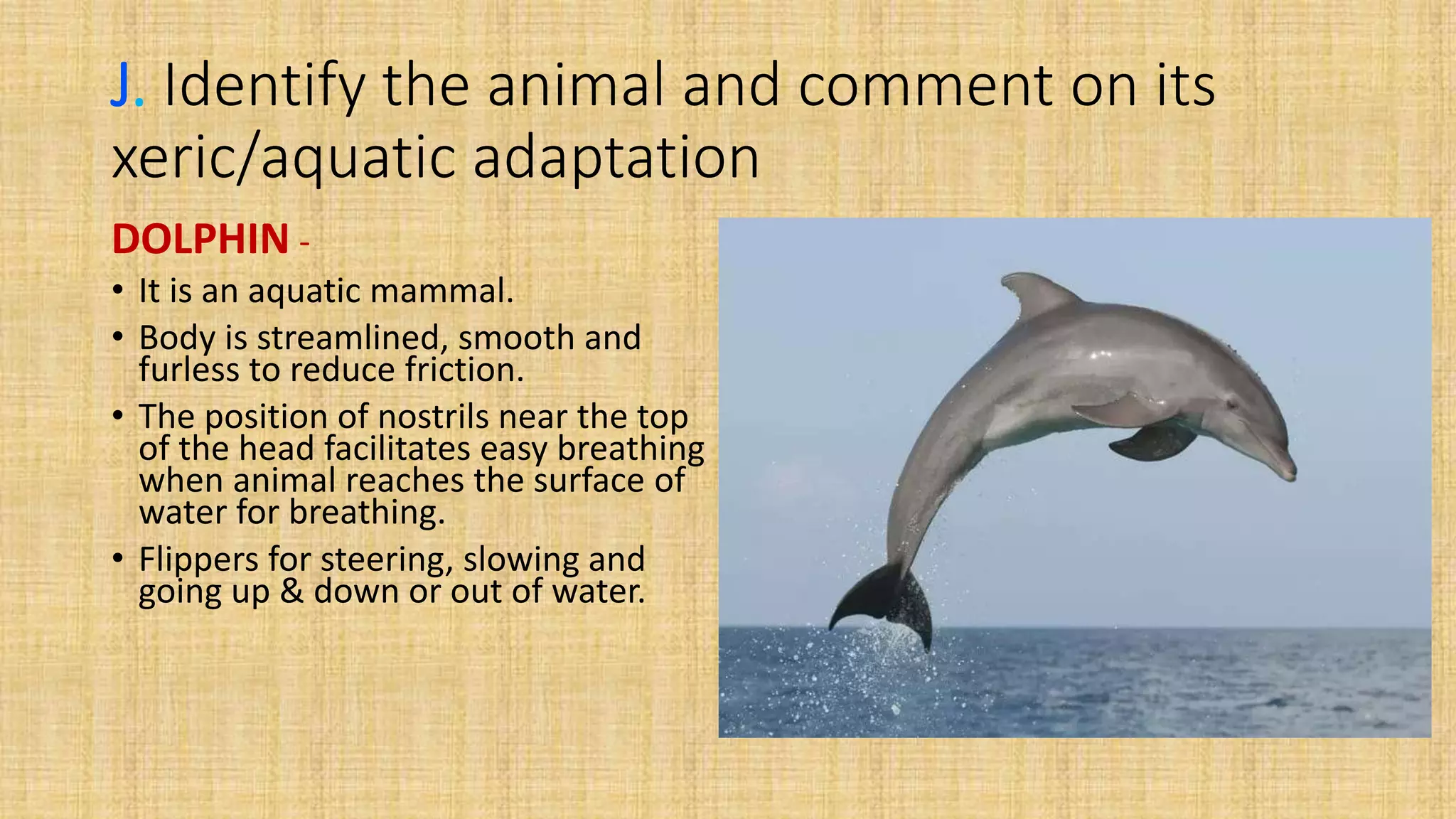 12th Biology Practical Spotting Q.4.pptx