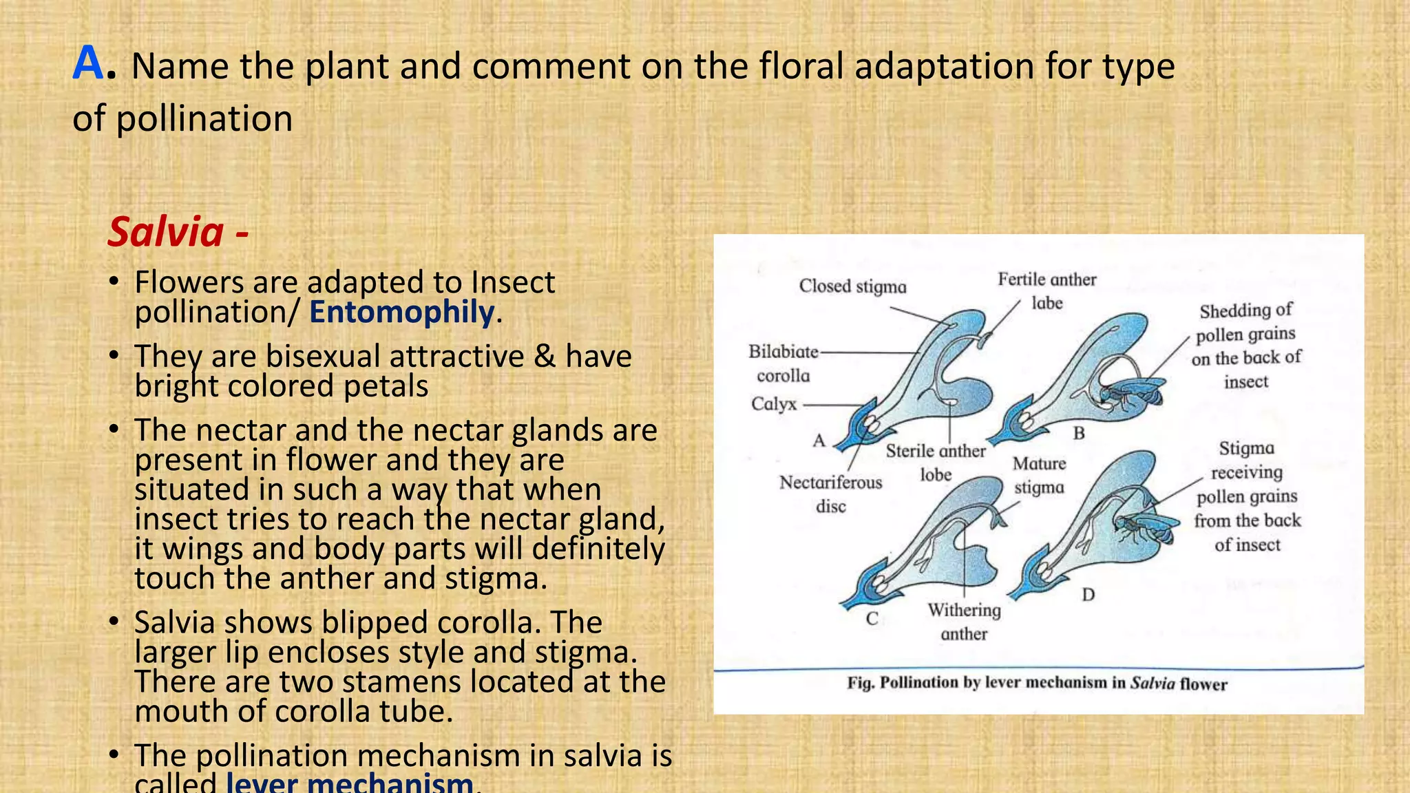 12th Biology Practical Spotting Q.4.pptx