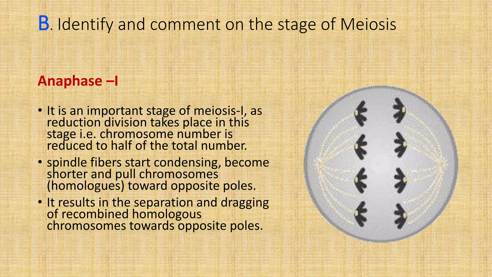 12th Biology Practical Spotting Q.4.pptx