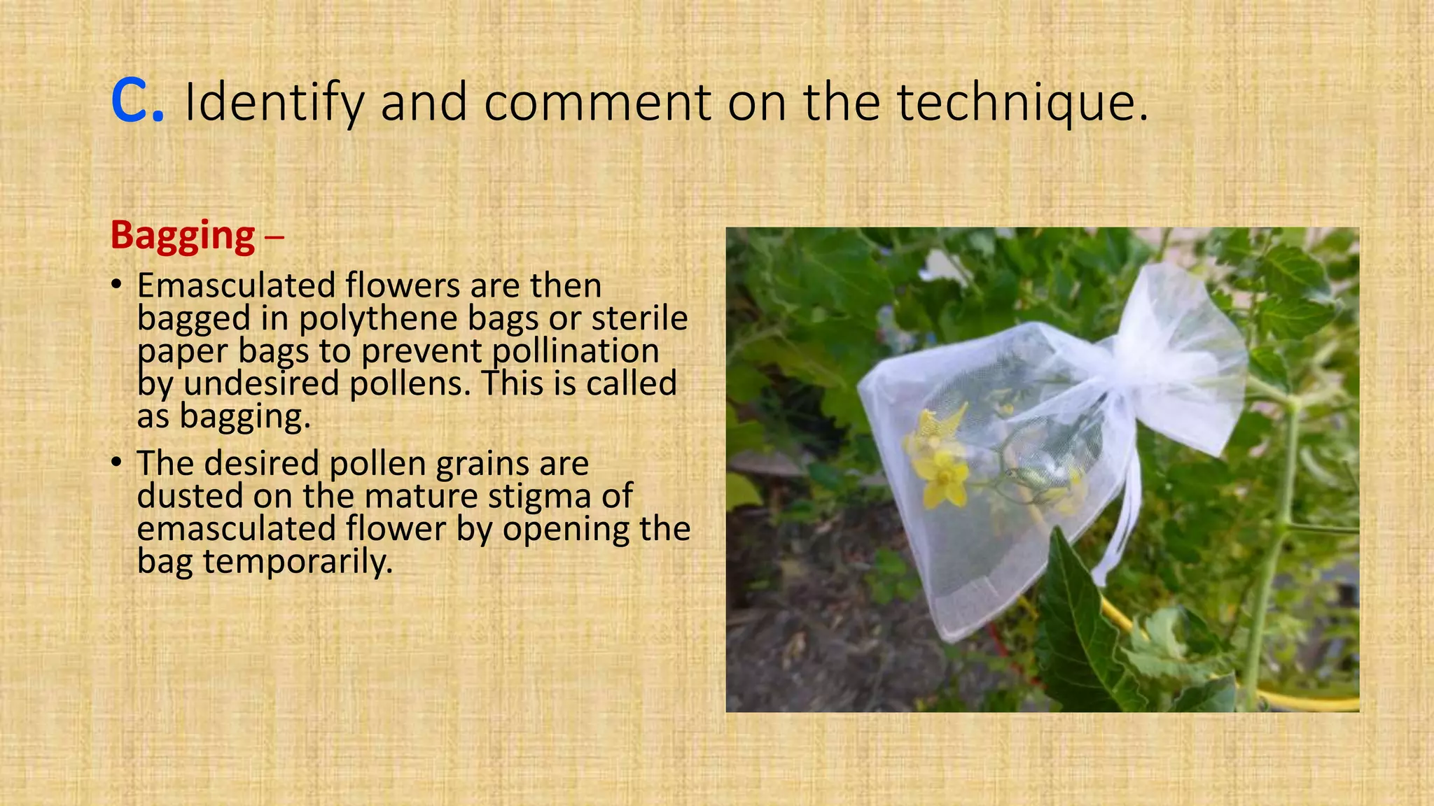 12th Biology Practical Spotting Q.4.pptx
