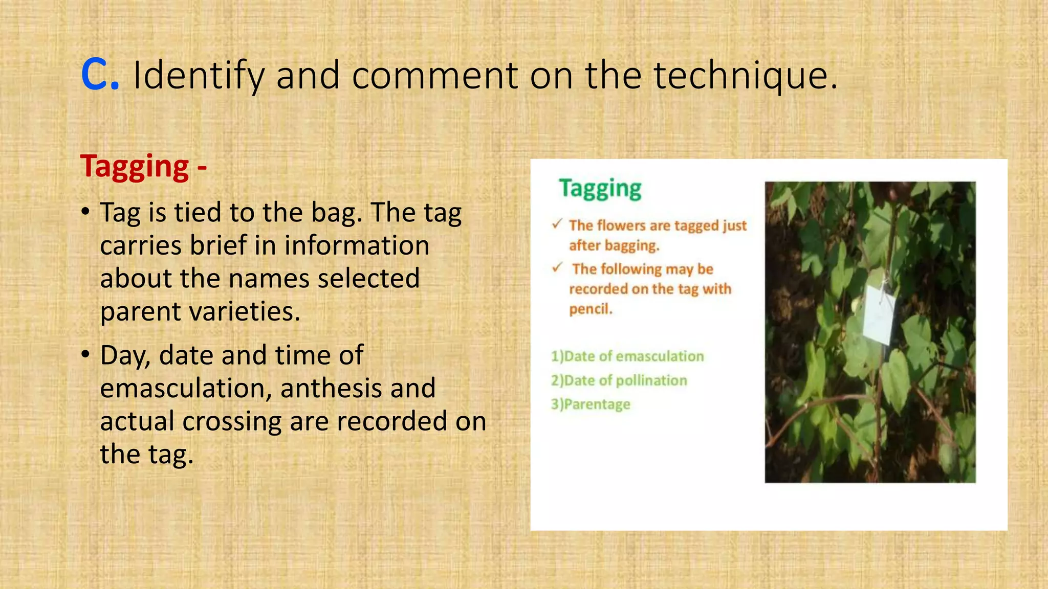 12th Biology Practical Spotting Q.4.pptx