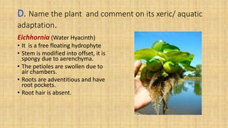 12th Biology Practical Spotting Q.4.pptx