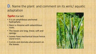 12th Biology Practical Spotting Q.4.pptx