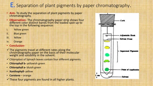 12th Biology Practical Spotting Q.4.pptx | Gardening | Home & Garden