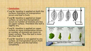 12th Biology Practical Spotting Q.4.pptx
