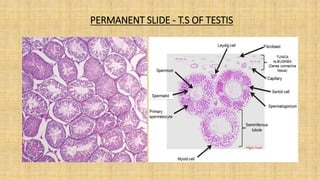 12th Biology Practical Spotting Q.4.pptx