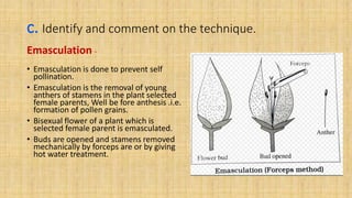 12th Biology Practical Spotting Q.4.pptx