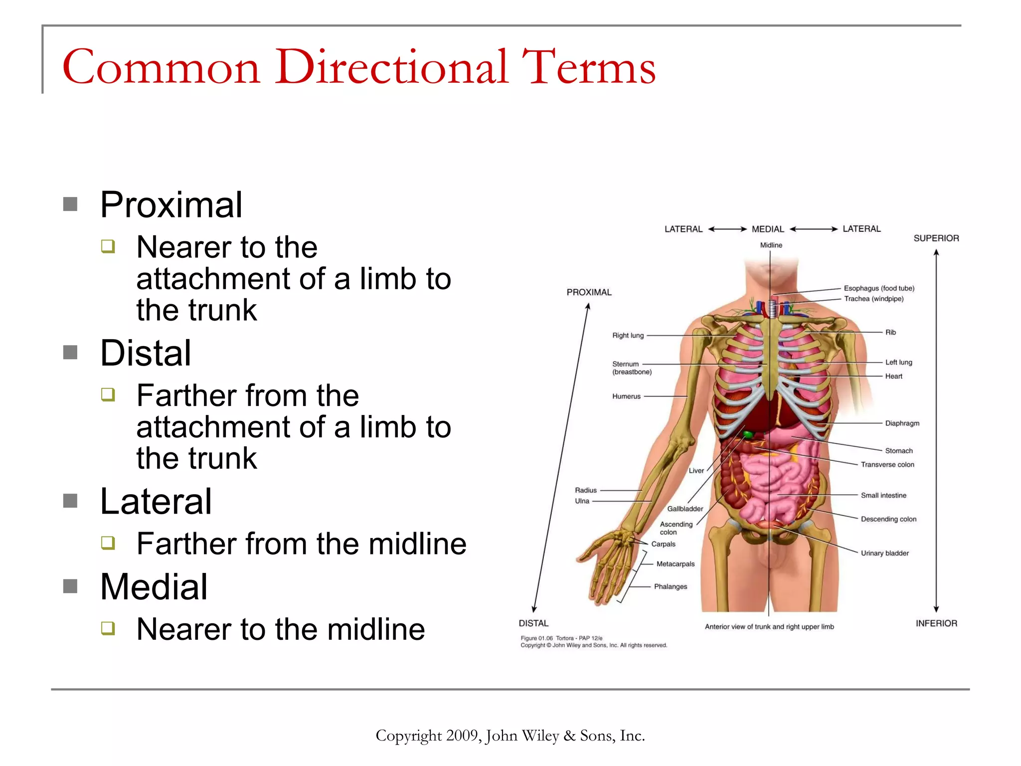 Introduction to Anatomy & Physiology | PPT