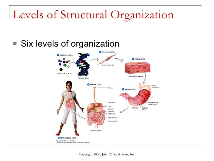 Levels Of Organization Physiology at Phyllis Mosier blog