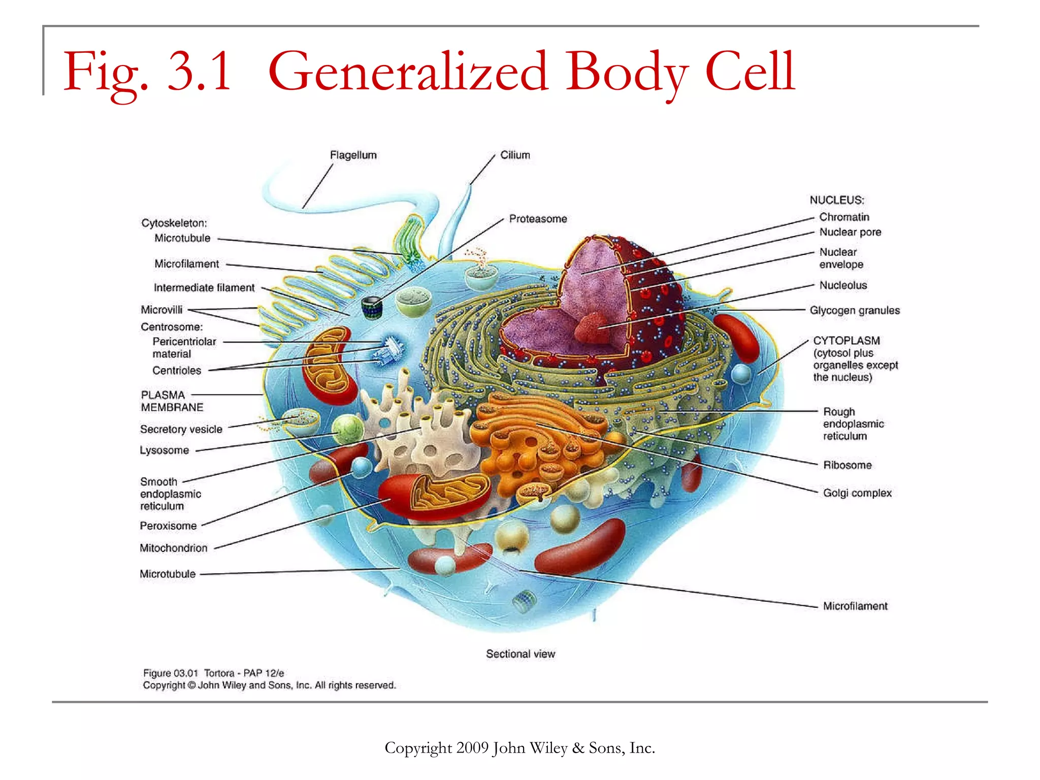The Cellular Level of Organization | PPT
