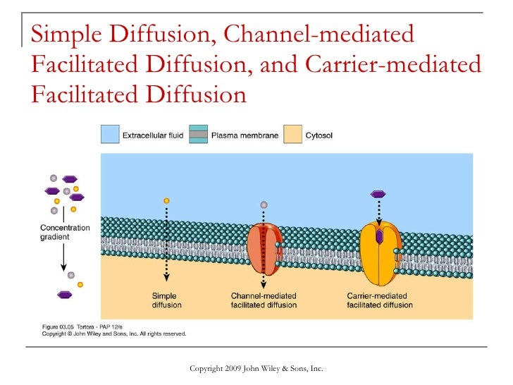 The Cellular Level of Organization
