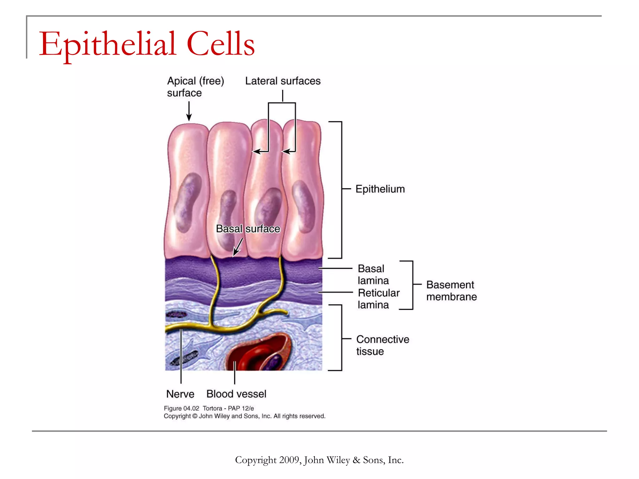 The Tissue Level of Organization | PPT