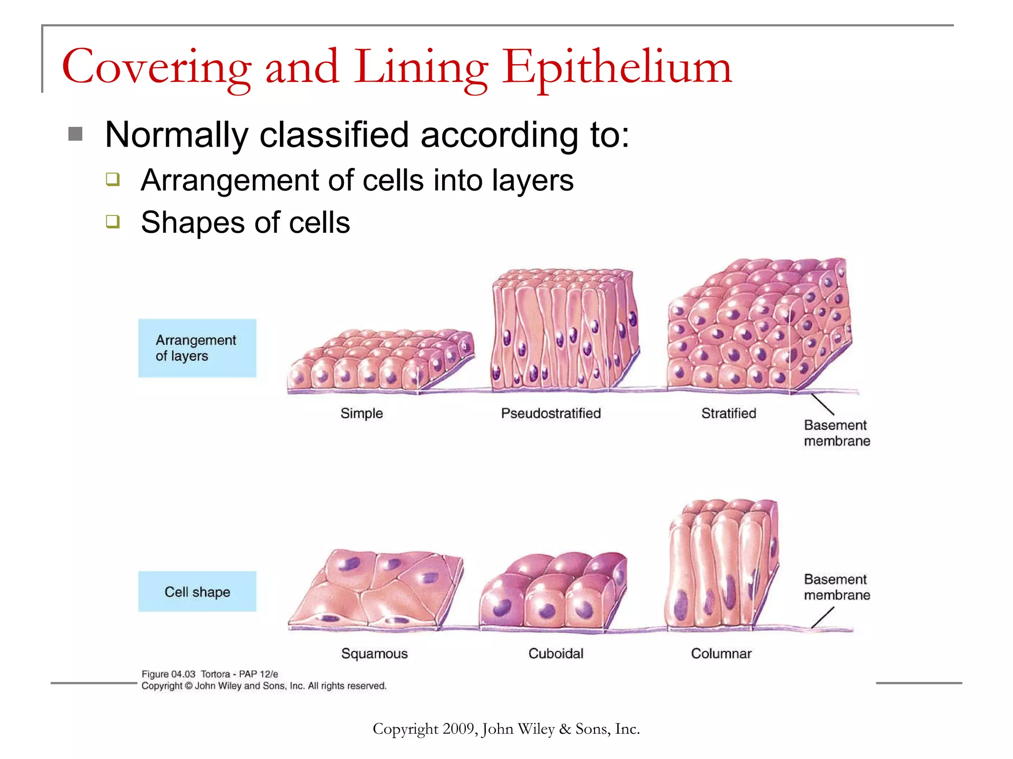 The Tissue Level of Organization | PPT
