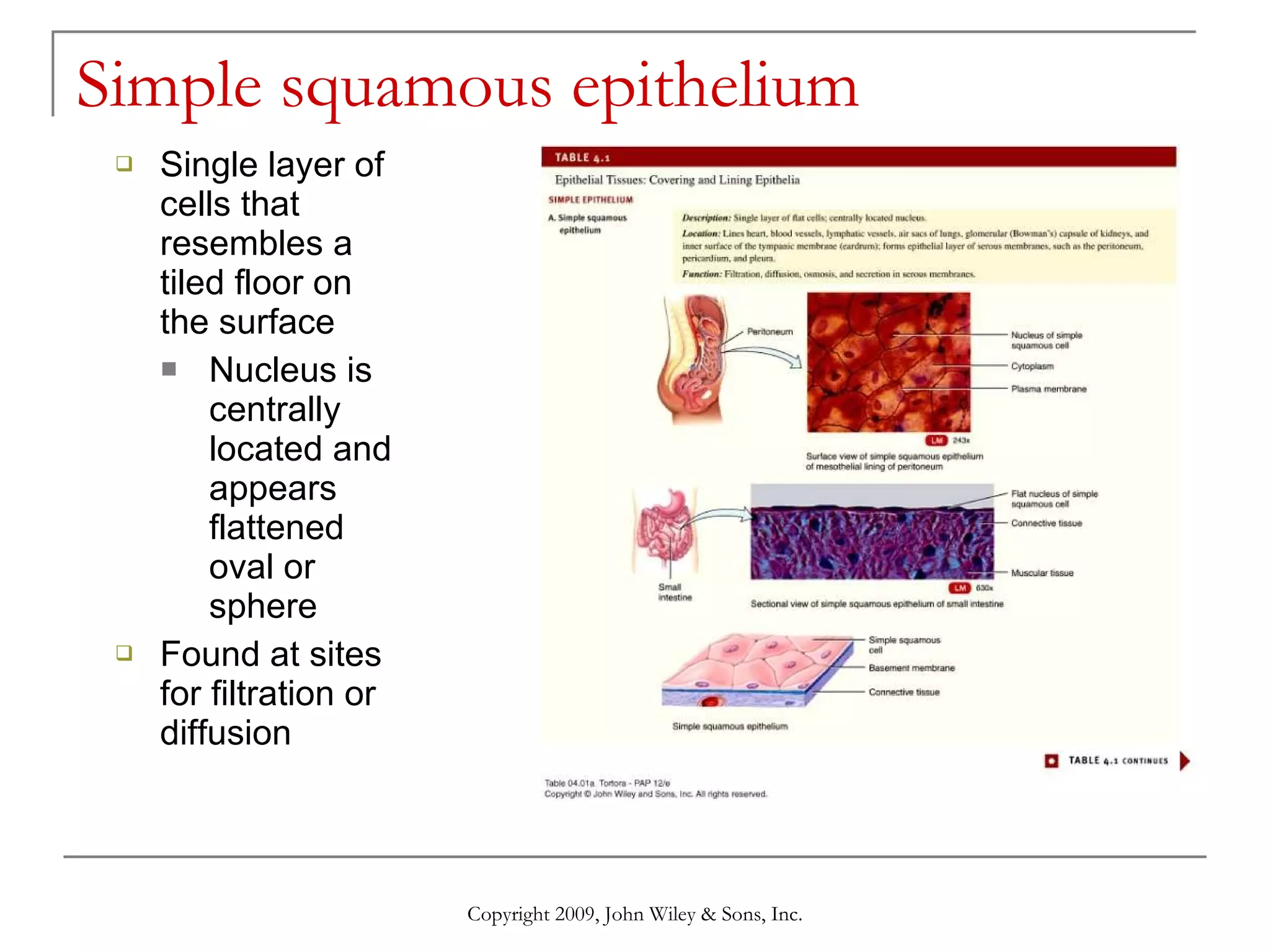 The Tissue Level of Organization | PPT