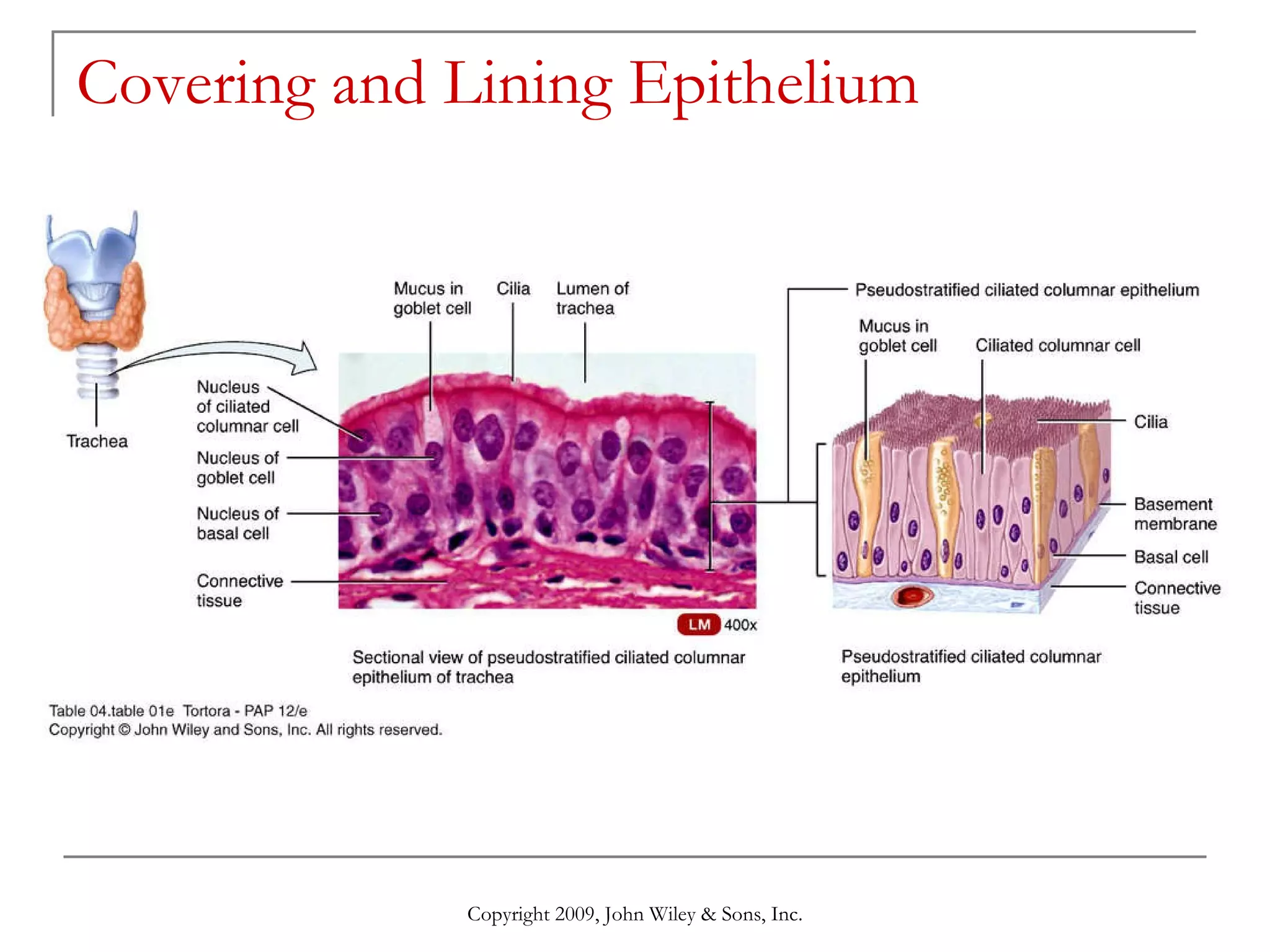 The Tissue Level of Organization | PPT