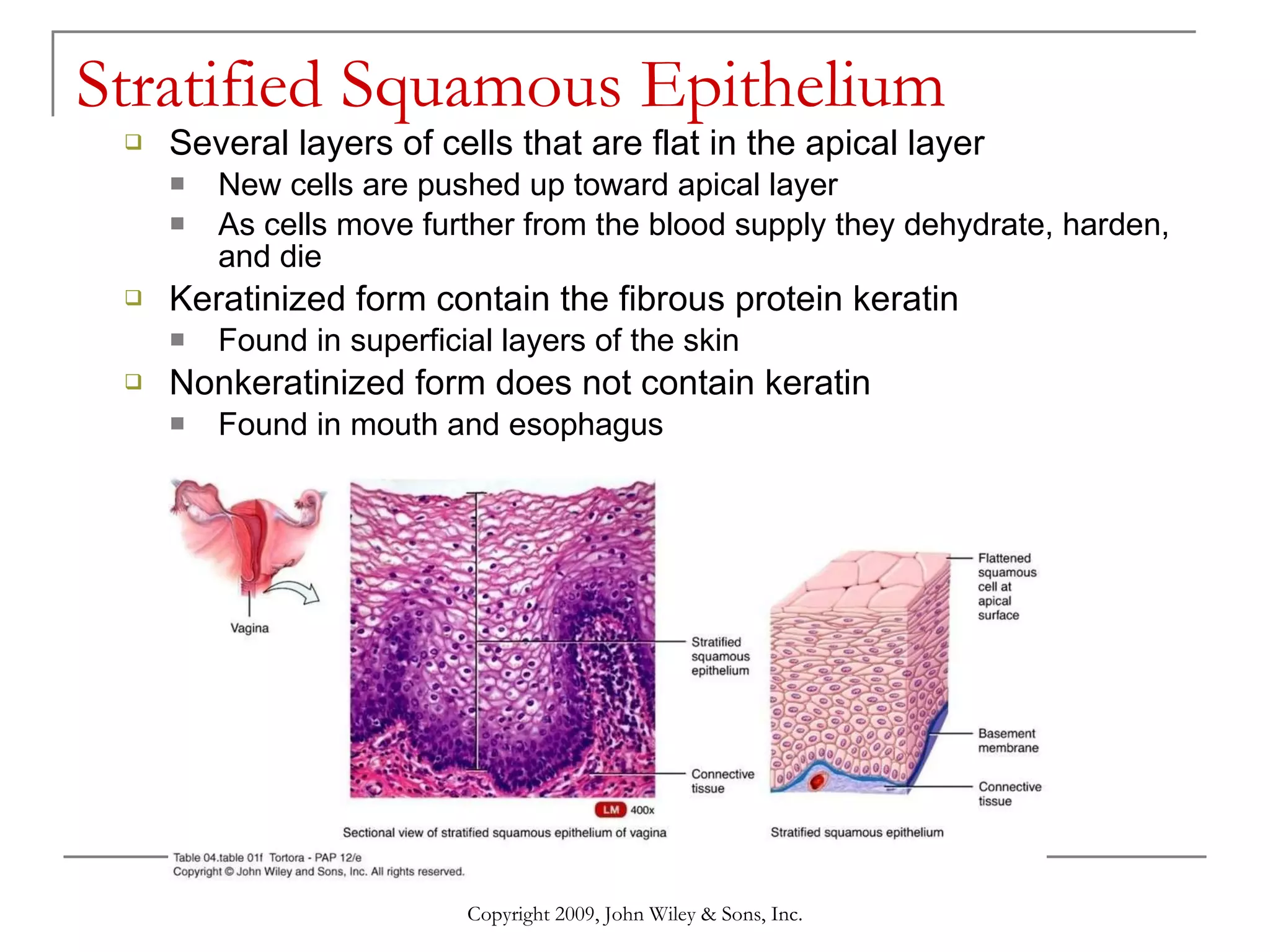 The Tissue Level of Organization | PPT