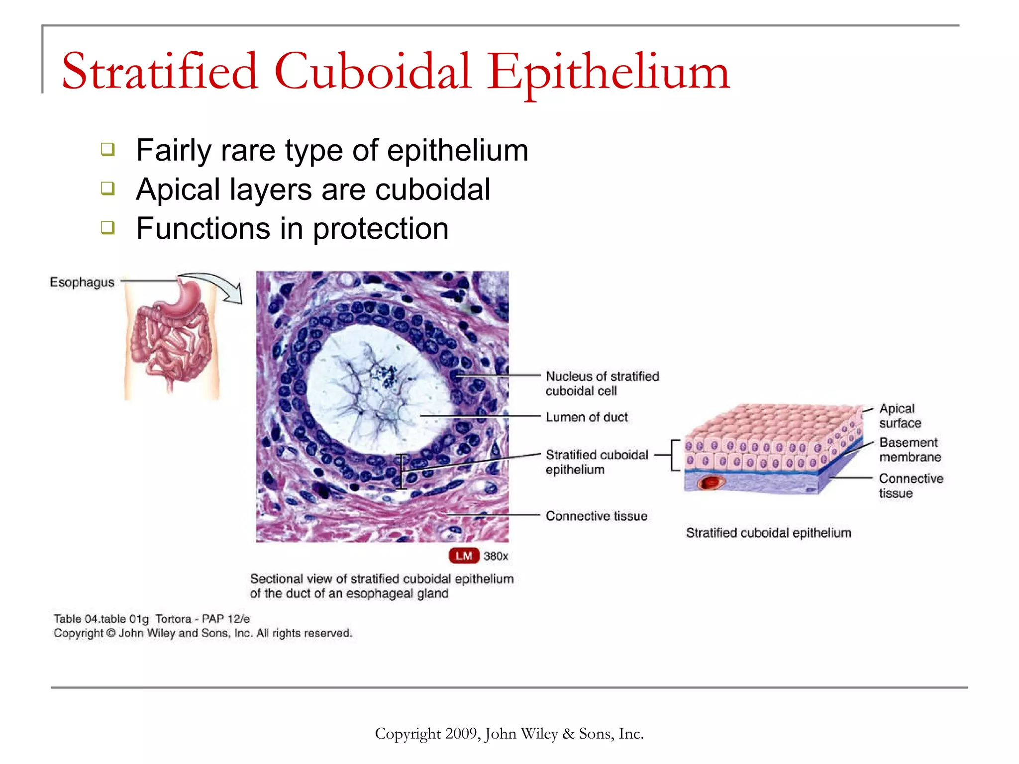 The Tissue Level of Organization | PPT