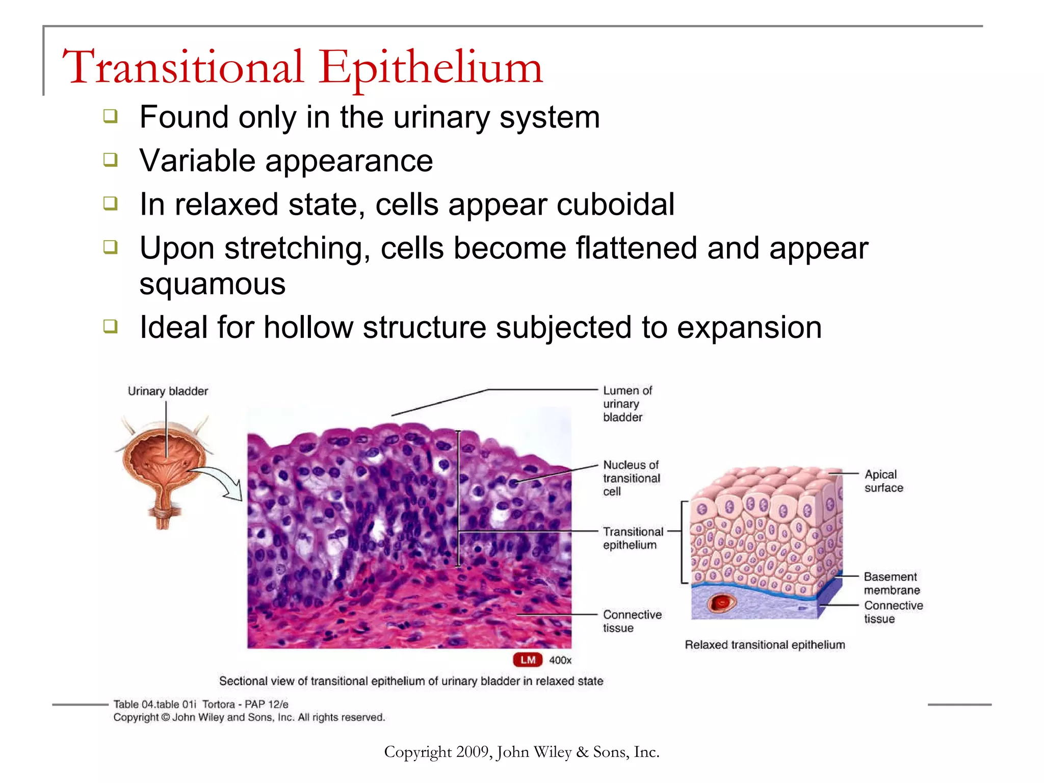 The Tissue Level of Organization | PPT