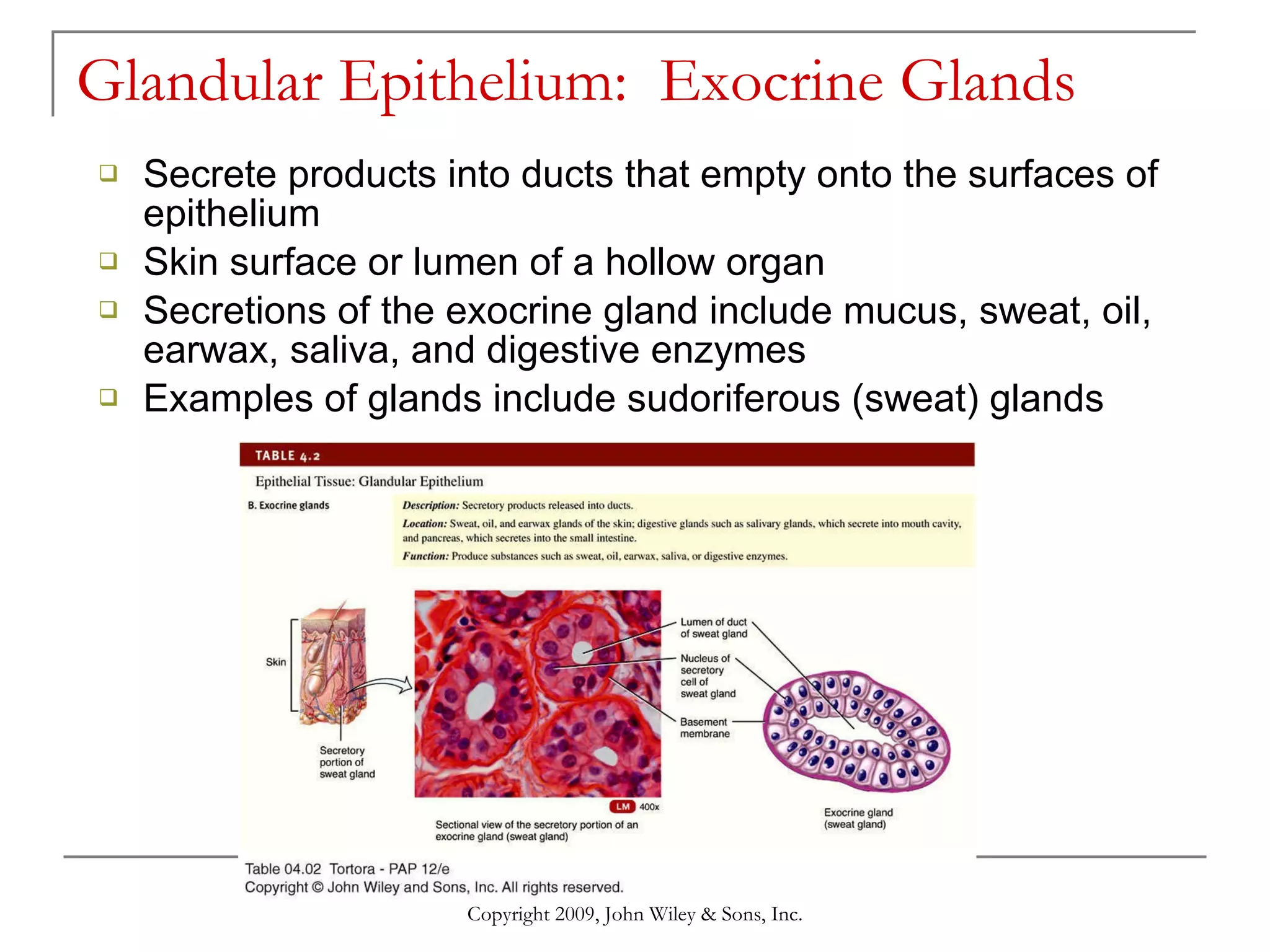 The Tissue Level of Organization | PPT