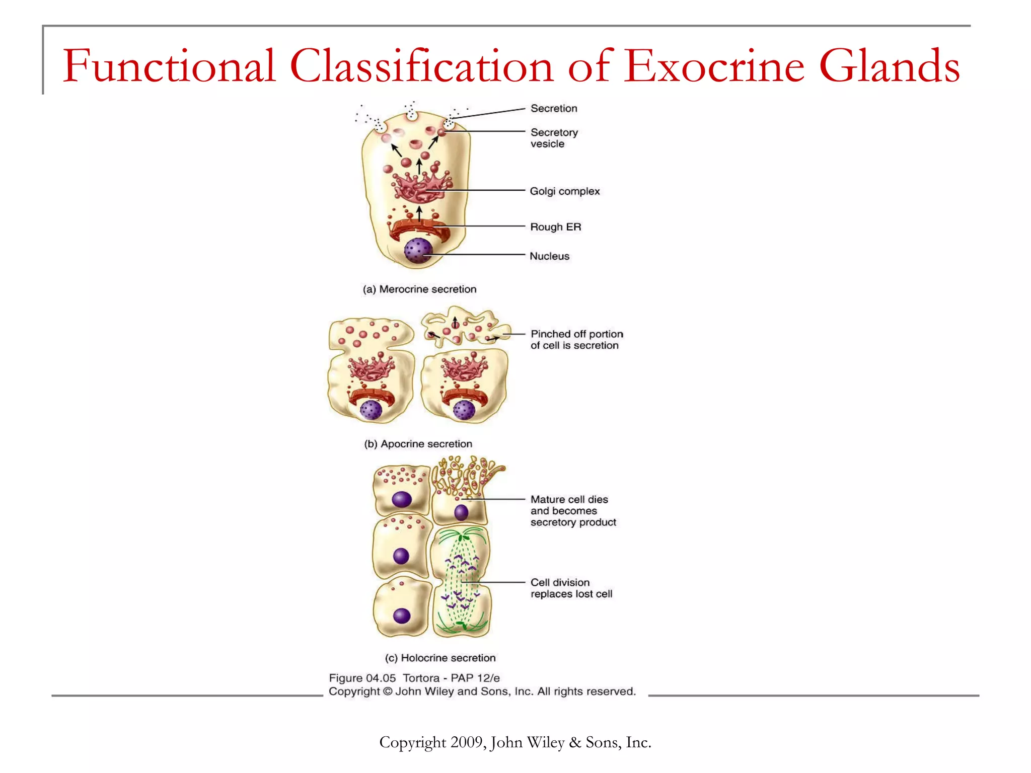 The Tissue Level of Organization | PPT