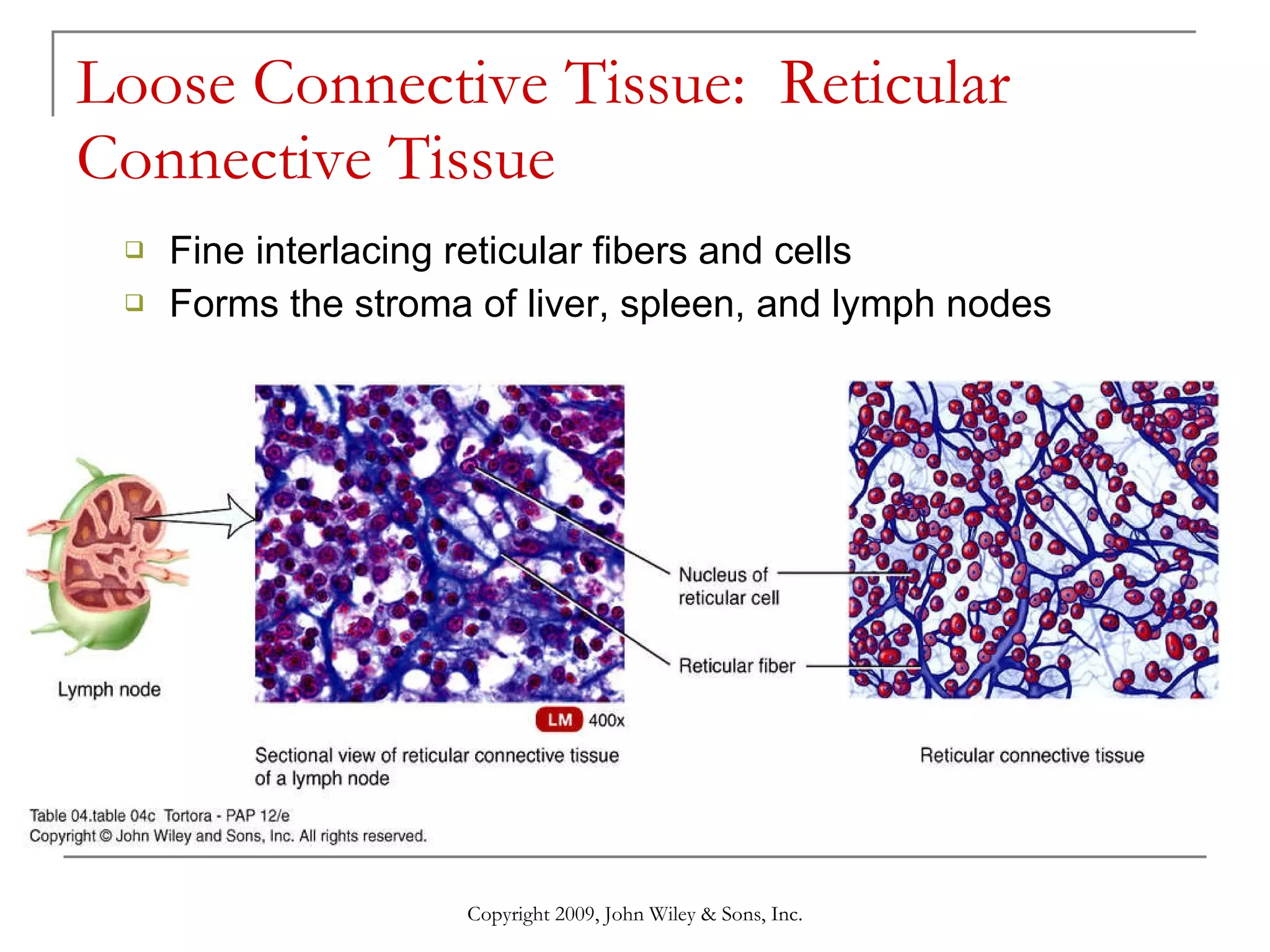 The Tissue Level of Organization | PPT