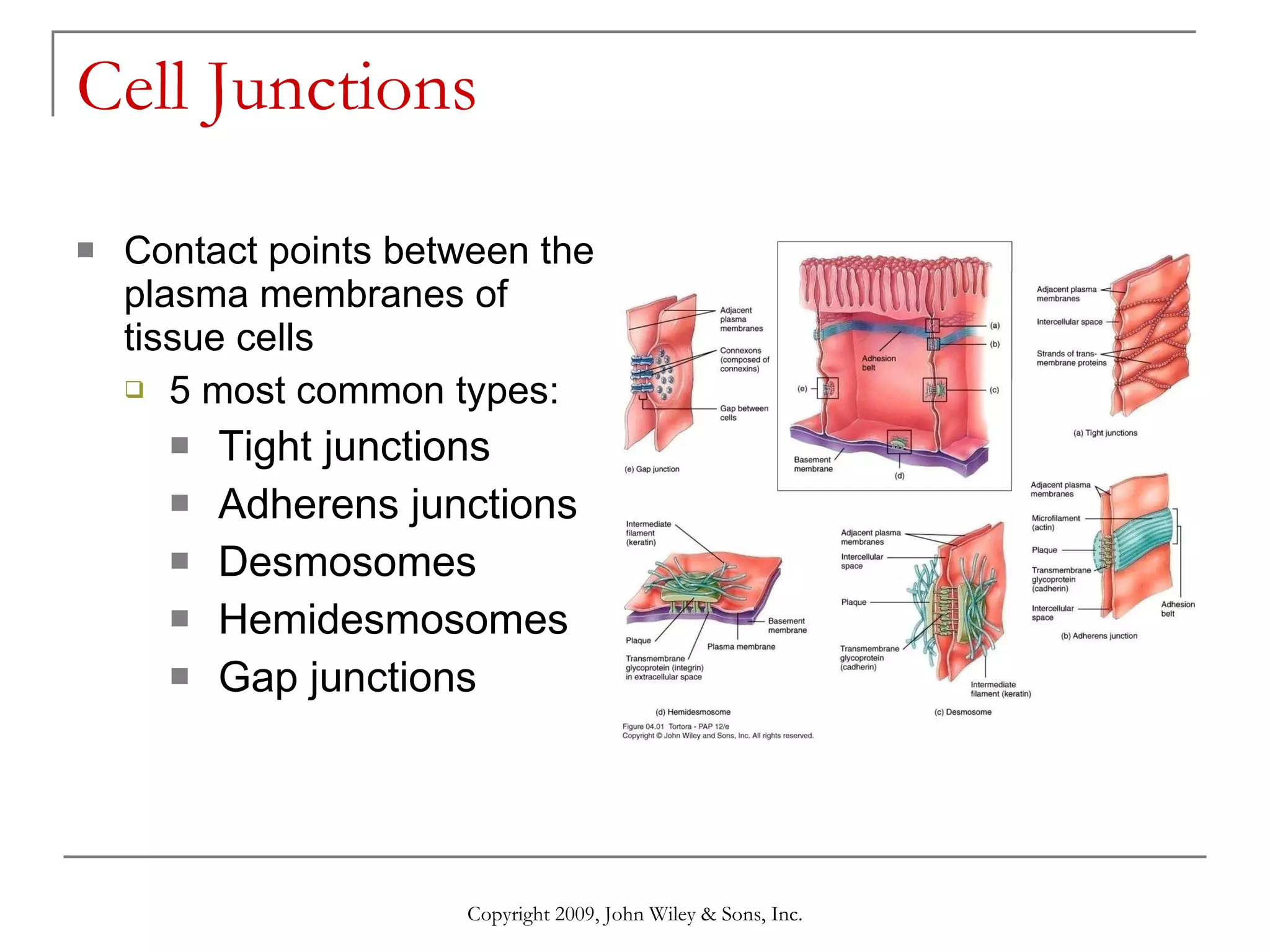 The Tissue Level of Organization | PPT
