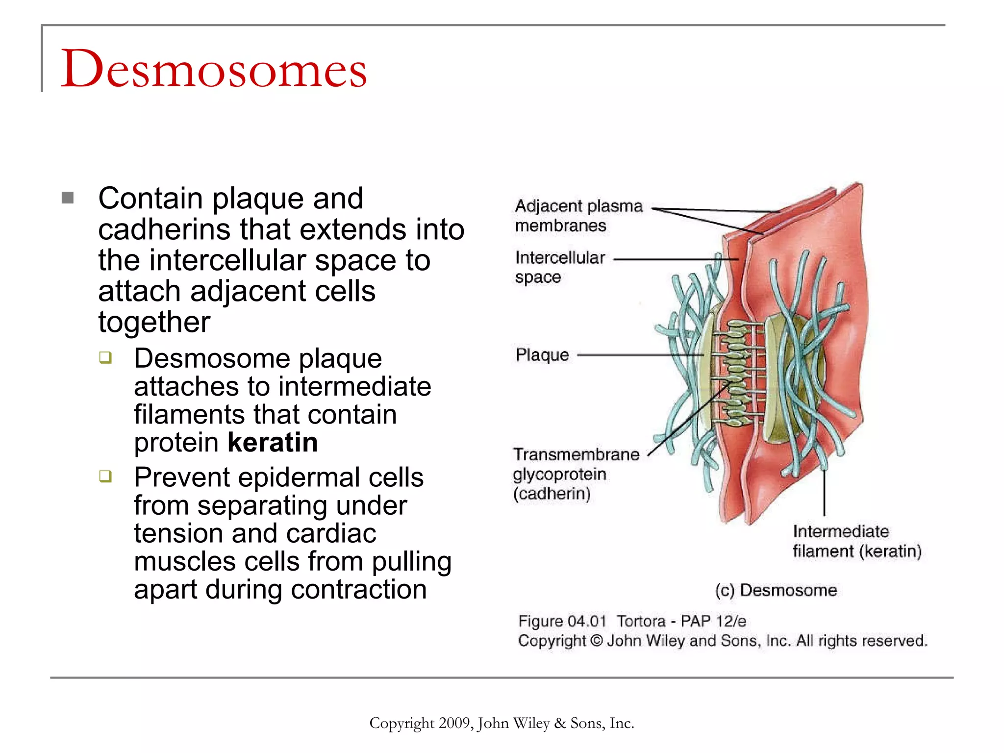 The Tissue Level of Organization | PPT