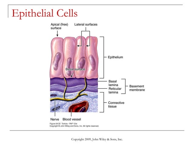 The Tissue Level of Organization | PPT
