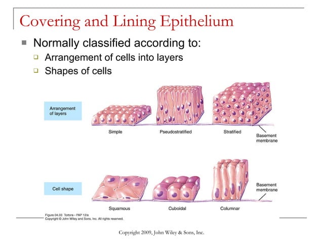 The Tissue Level of Organization | PPT