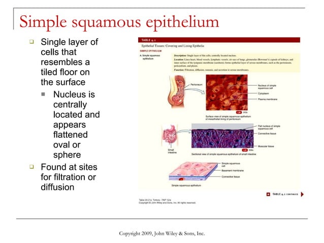 The Tissue Level of Organization | PPT