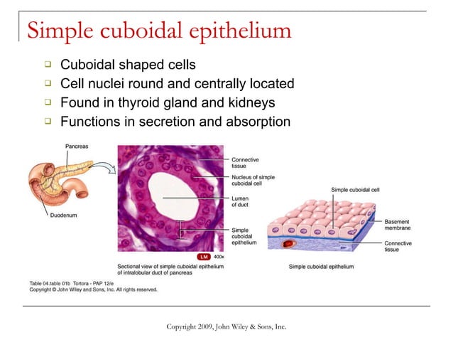The Tissue Level of Organization | PPT