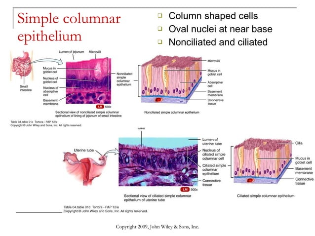 The Tissue Level of Organization | PPT