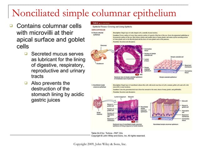 The Tissue Level of Organization | PPT