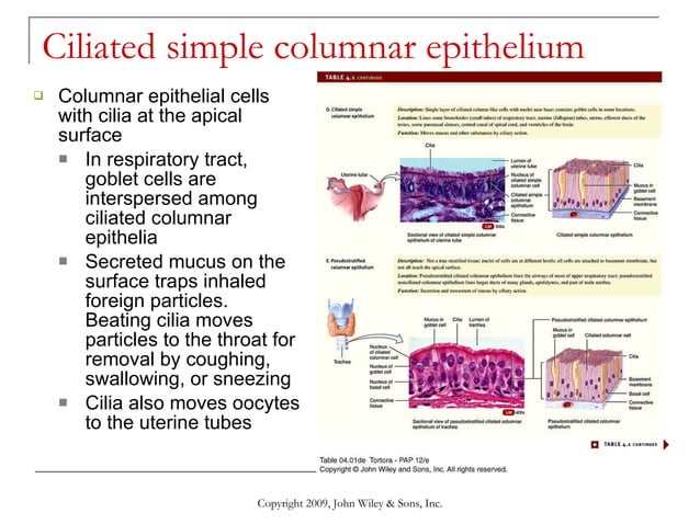 The Tissue Level of Organization | PPT