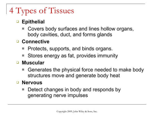 The Tissue Level of Organization | PPT