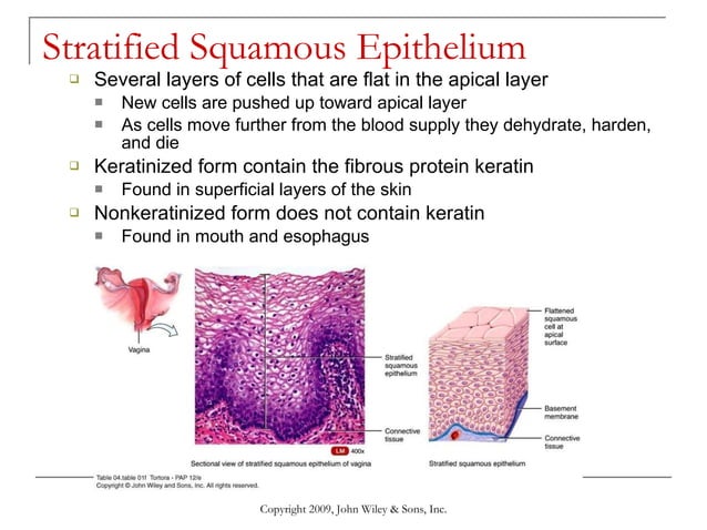 The Tissue Level of Organization | PPT