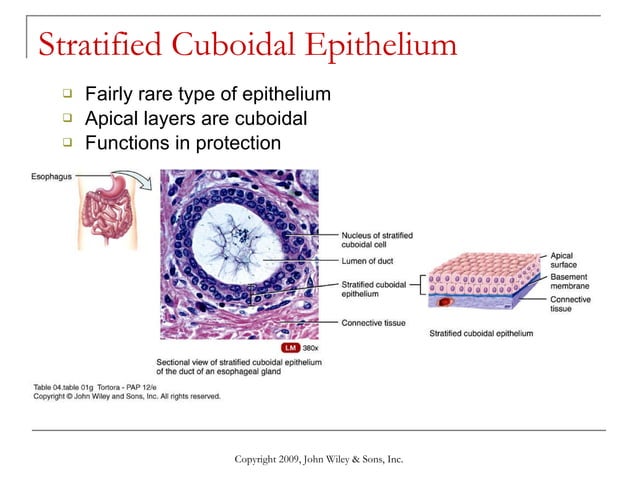 The Tissue Level of Organization | PPT