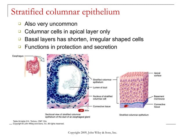 The Tissue Level of Organization | PPT