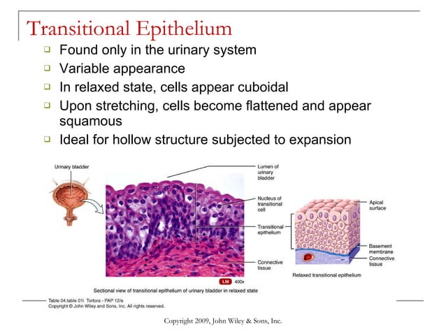 The Tissue Level of Organization | PPT