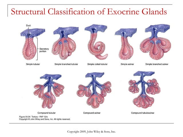 The Tissue Level of Organization | PPT