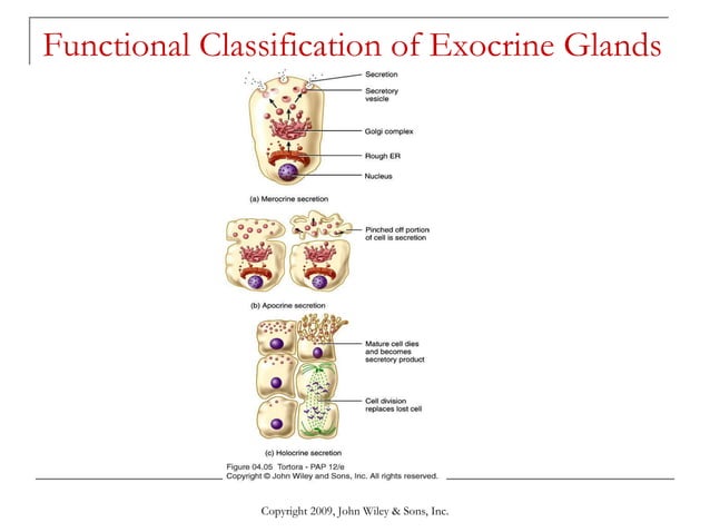 The Tissue Level of Organization | PPT