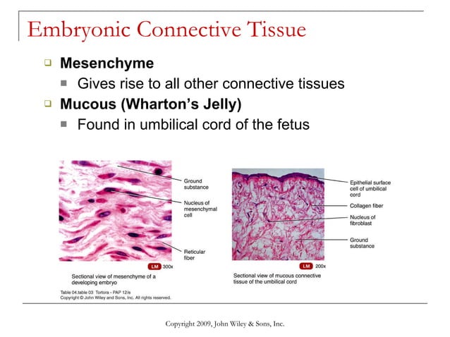 The Tissue Level of Organization | PPT