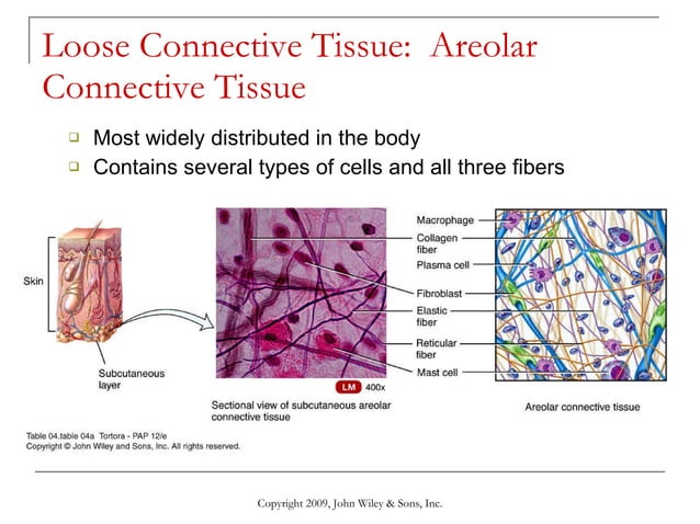 The Tissue Level of Organization | PPT