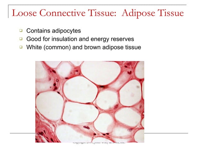 The Tissue Level of Organization | PPT