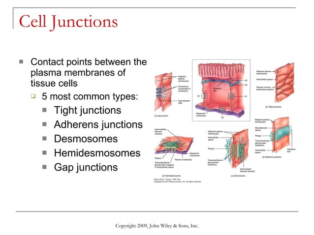 The Tissue Level of Organization | PPT