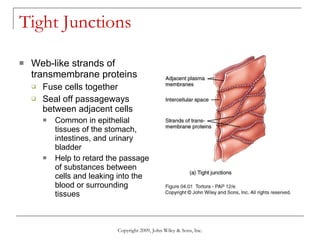 The Tissue Level of Organization | PPT